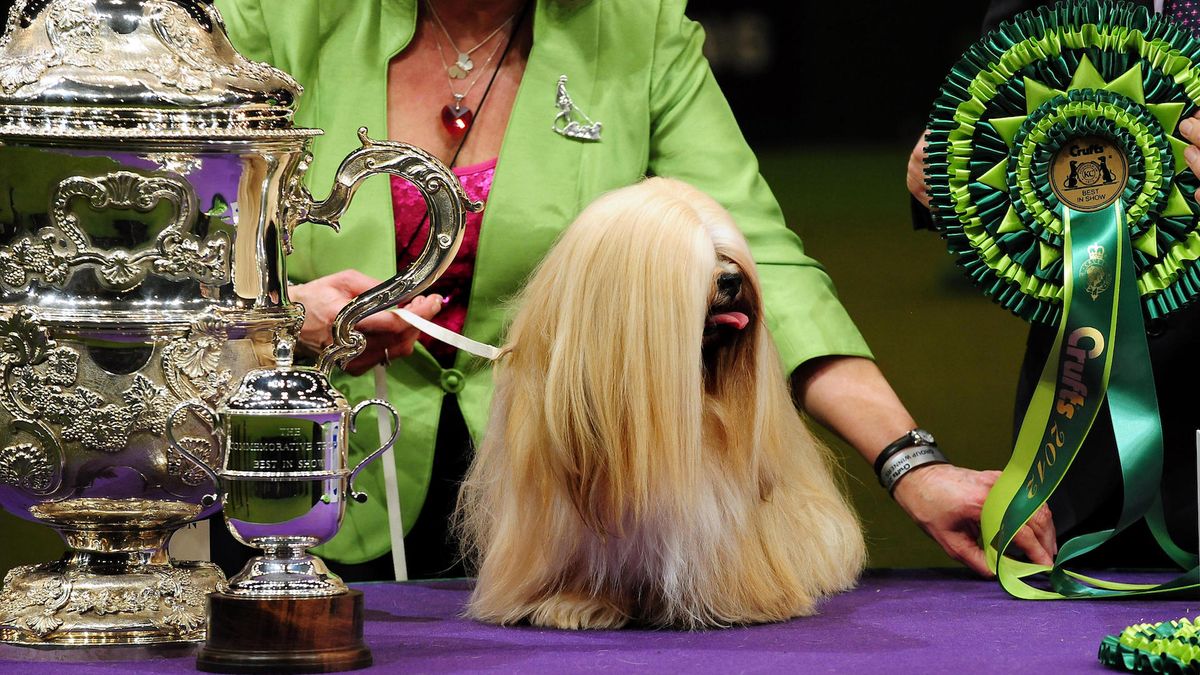32 popular show breed dogs | PetsRadar