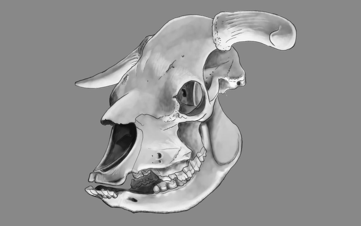 Flat-Faced Cow Had Bulldog Skull, But No Breathing Troubles | Live Science