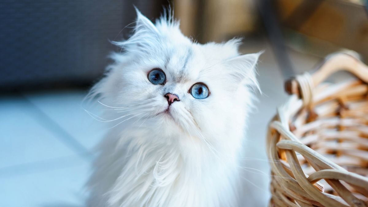 15 white cat breeds that will melt your heart | PetsRadar