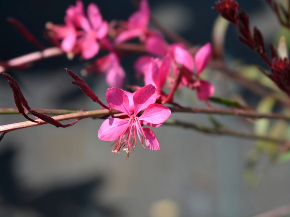 Gaura Perennial Care: Growth Needs Of The Gaura Plant | Gardening Know How