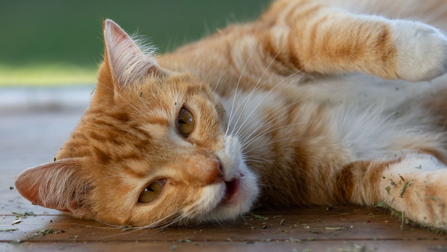 Six creative ways to use catnip | PetsRadar