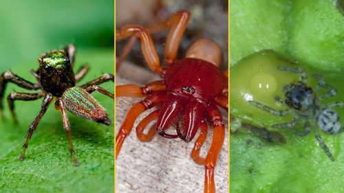 Arachnids News - all the latest about Arachnids | Live Science