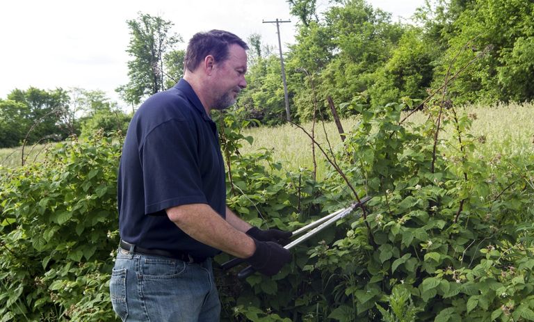 Cutting Back Black Raspberries - Tips On Pruning Black Raspberries ...