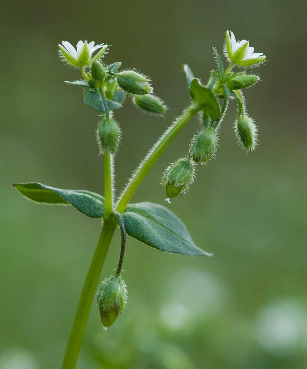 How to get rid of chickweed: quick tips for this weed | Homes and Gardens