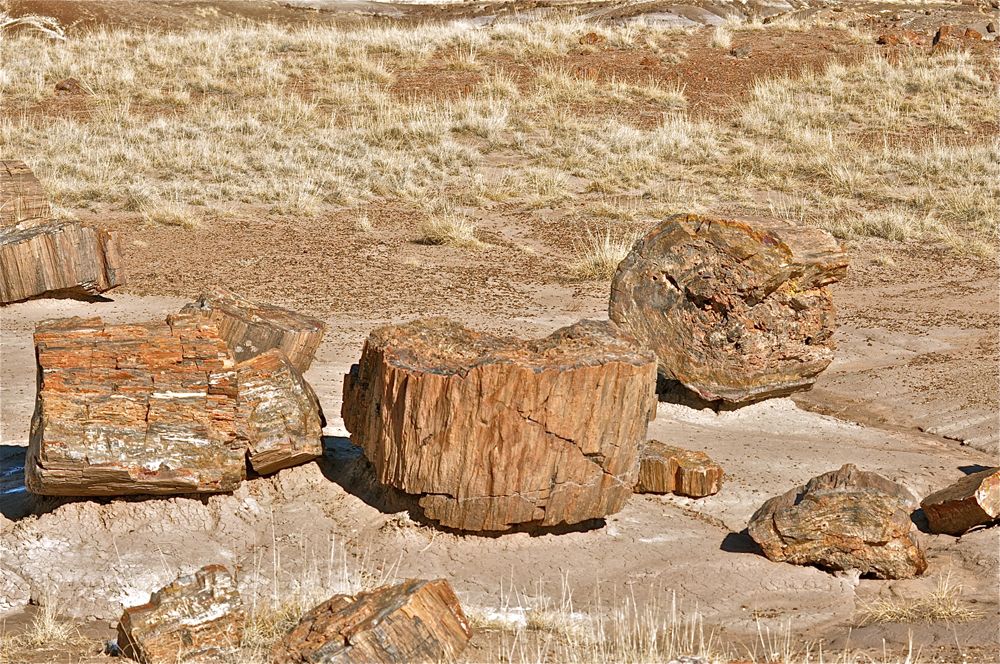Past Preserved: Photos of the Petrified Forest: Page 2 | Live Science
