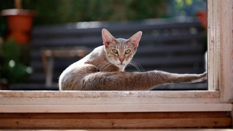 20 mischievous cat breeds | PetsRadar