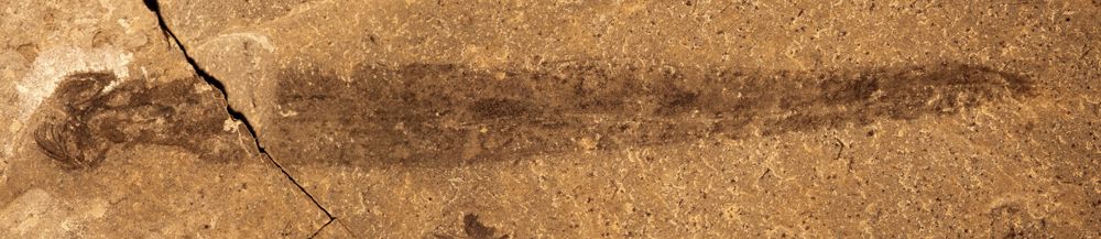 Photos: Primordial Worm Snatched Prey with Spines on Its Head | Live ...