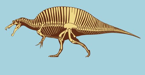 Spinosaurus: The Largest Carnivorous Dinosaur | Live Science