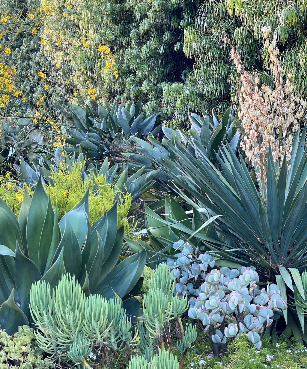 Dry gardens: how to design a drought-tolerant backyard | Gardeningetc