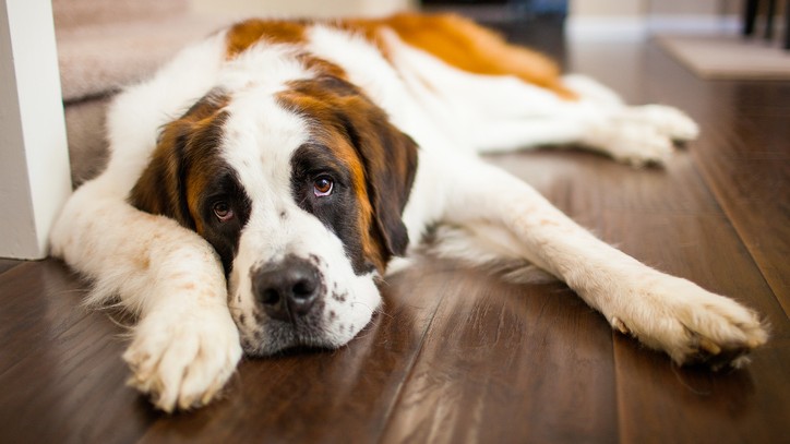 5 calm dog breeds that are ideal for first-time owners | PetsRadar