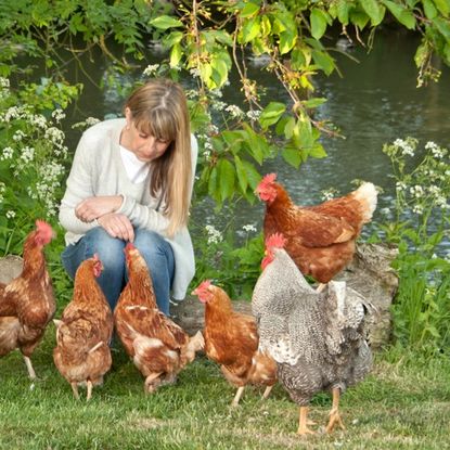 7 character traits every chicken owner (aka Mother Hen) will understand ...