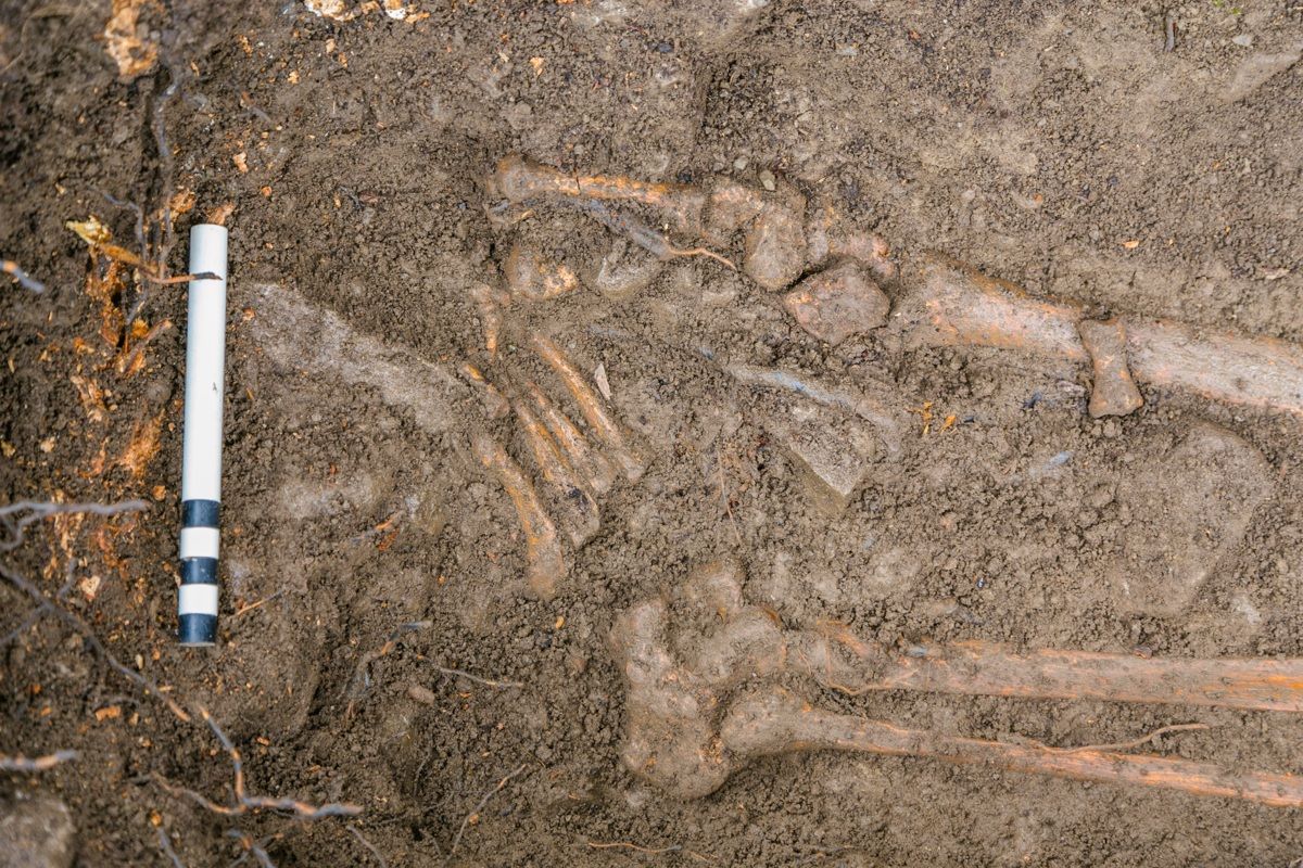 In Photos: Medieval Skeleton Entangled in Tree Roots | Live Science