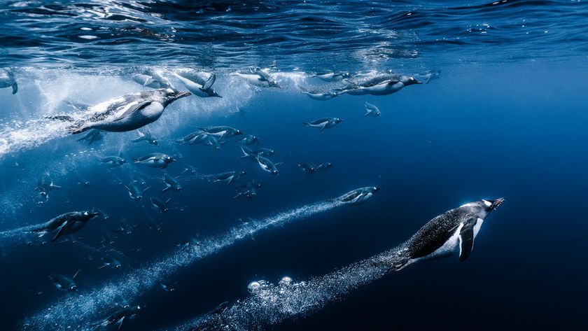 Can fish and other marine animals drown? | Live Science