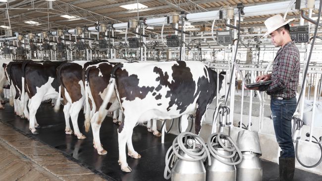 Red Dead Redemption 2’s messy PC launch encapsulates the good, the bad ...