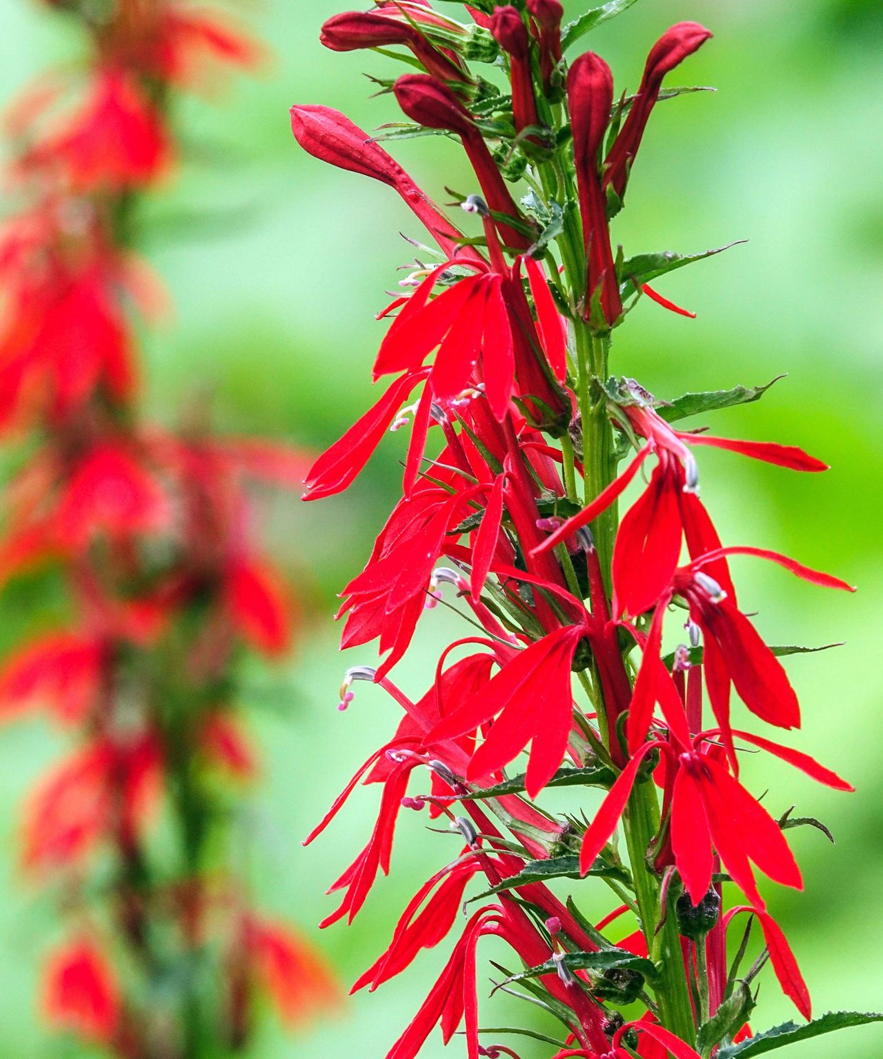Best plants for a rain garden: 9 water-loving plant species | Homes and ...