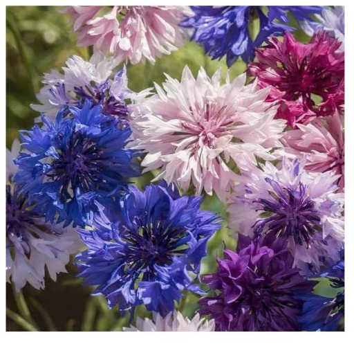8 flower seeds to sow in September for a spring garden | Livingetc