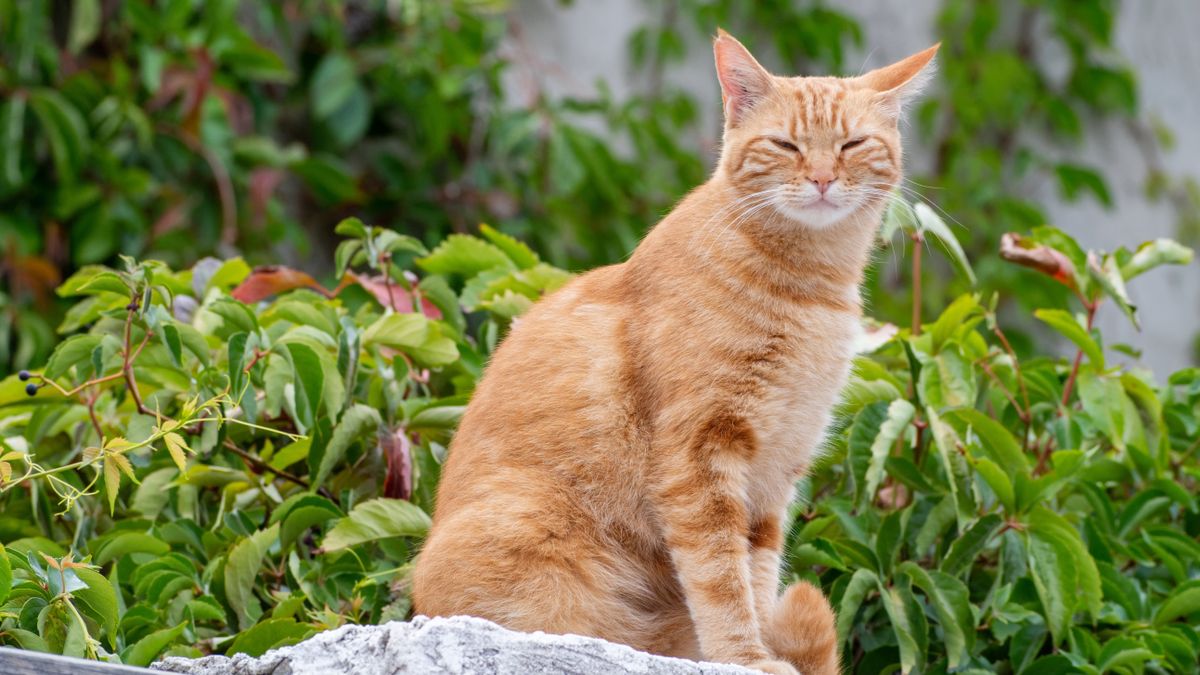 32 things to love about European shorthair cats | PetsRadar