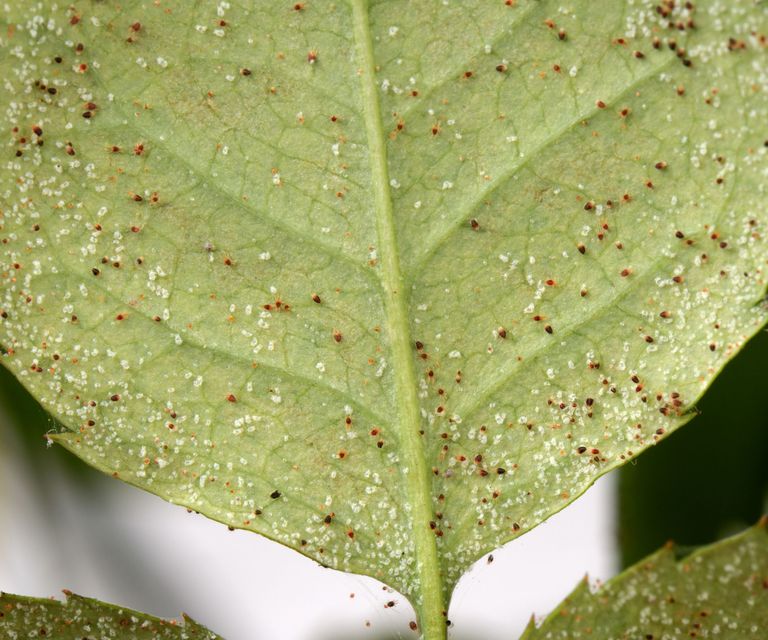 How to get rid of spider mites on houseplants: 5 solutions | Homes and ...