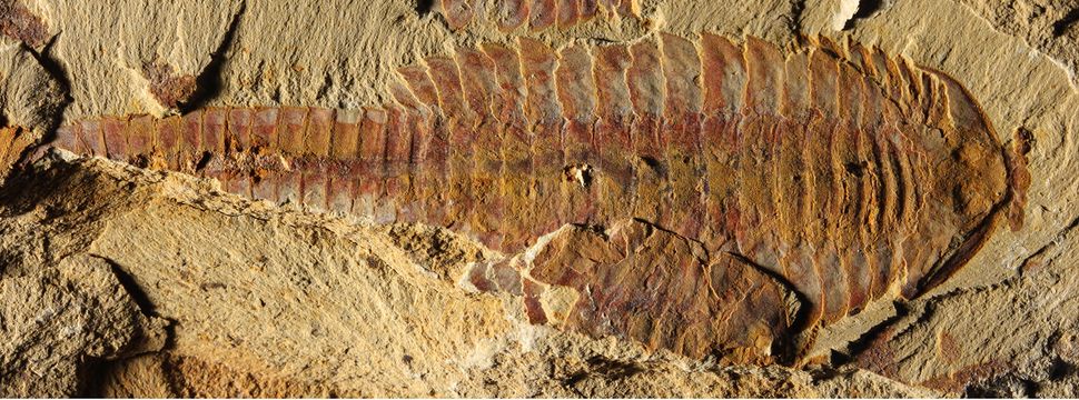 Fabulous Fossils: Gallery of Earliest Animal Organs | Live Science