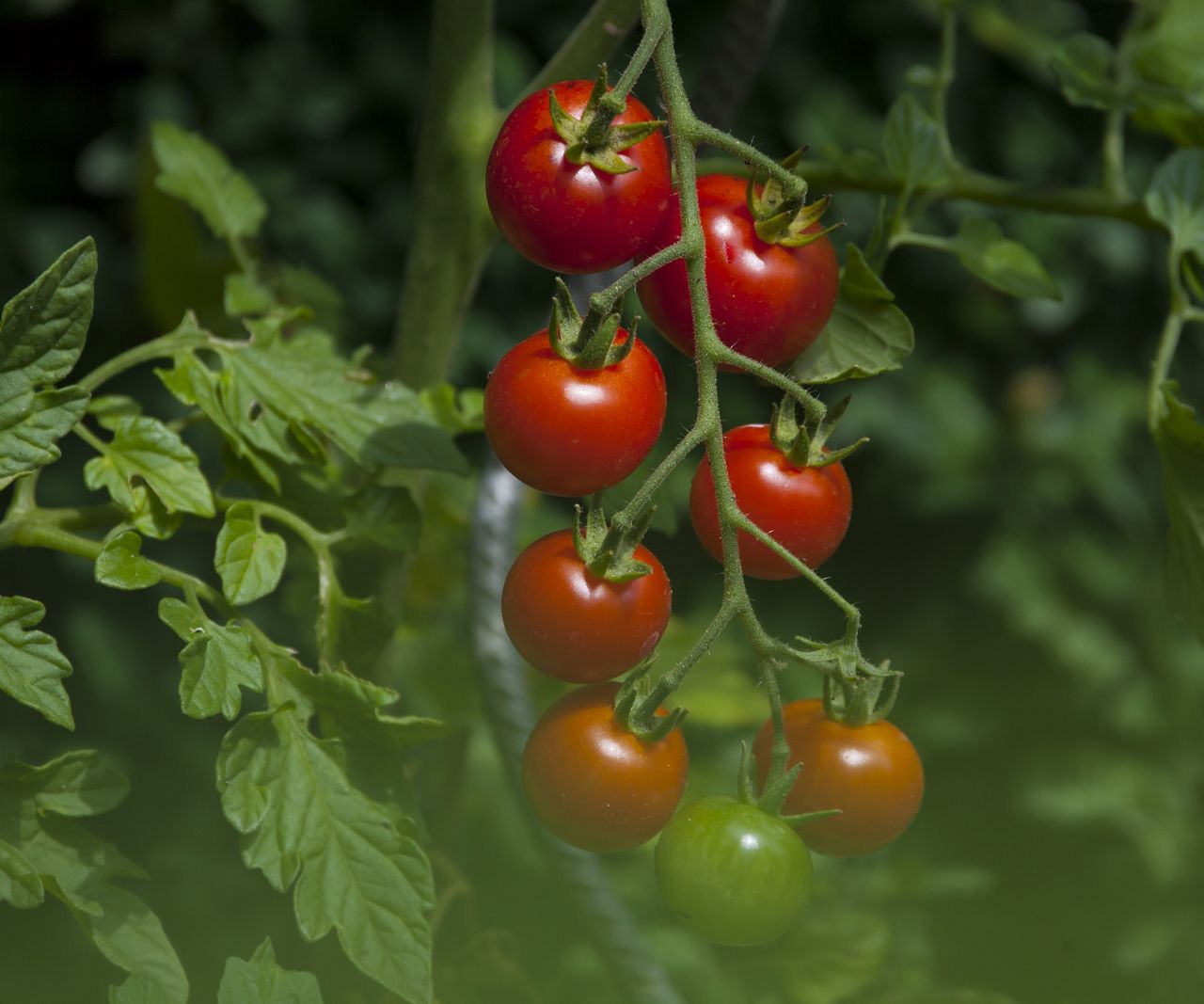 How to increase tomato yields in 10 easy and sure-fire ways | Homes and ...