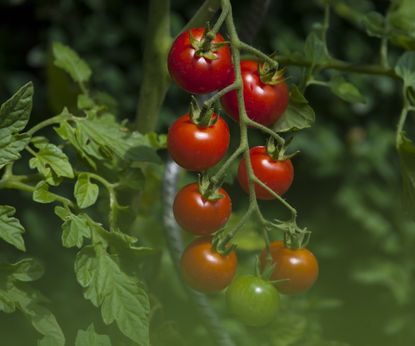 How to increase tomato yields in 10 easy and sure-fire ways | Homes and ...