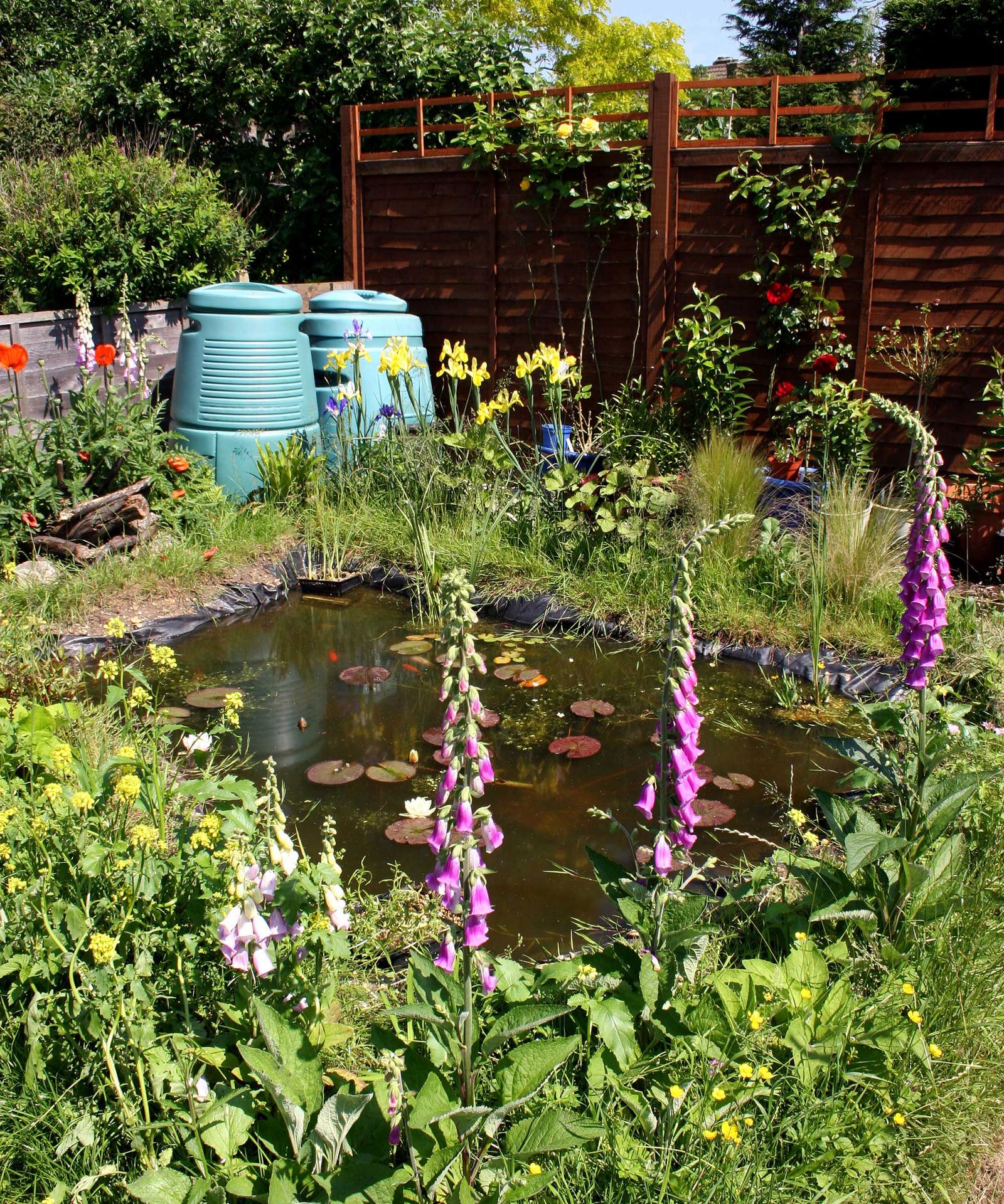How to create a wildlife pond: experts share essential tips | Homes and ...