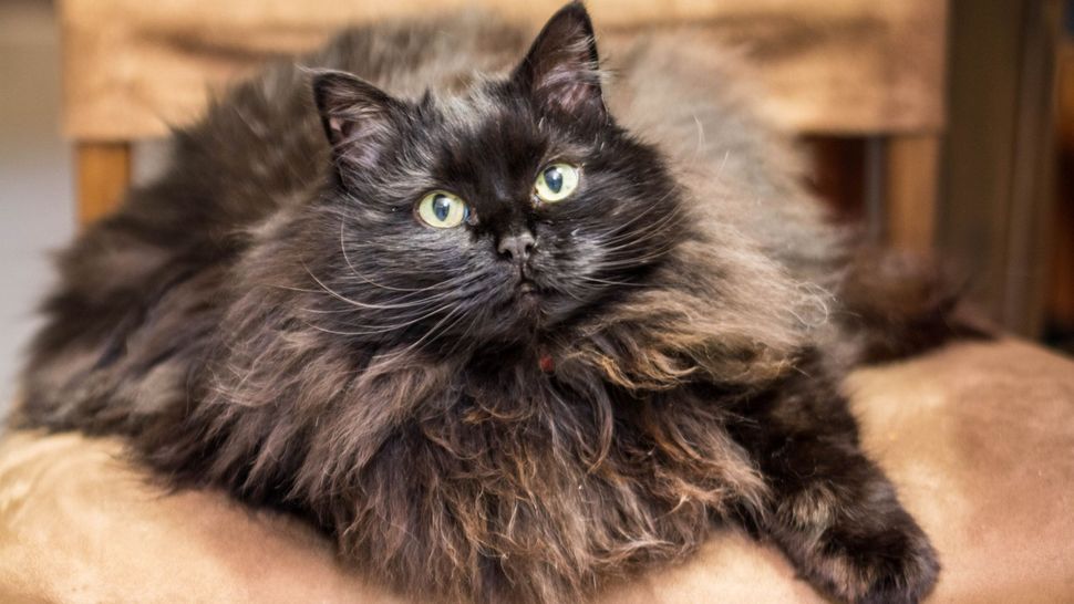 13 rare cat breeds you’ve probably not heard of | PetsRadar