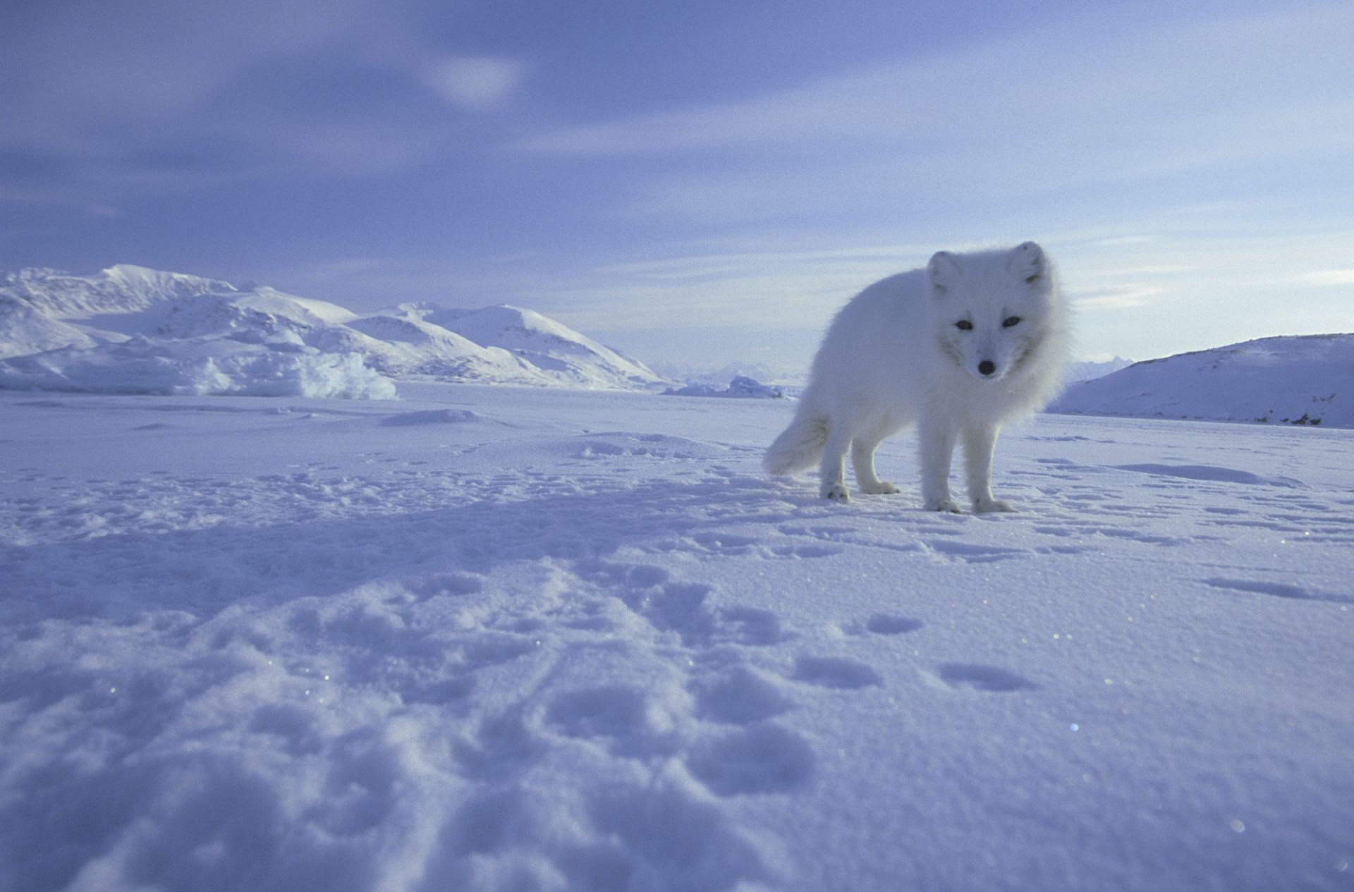 Legendary wildlife cameraman and photographer Doug Allan dies while ...