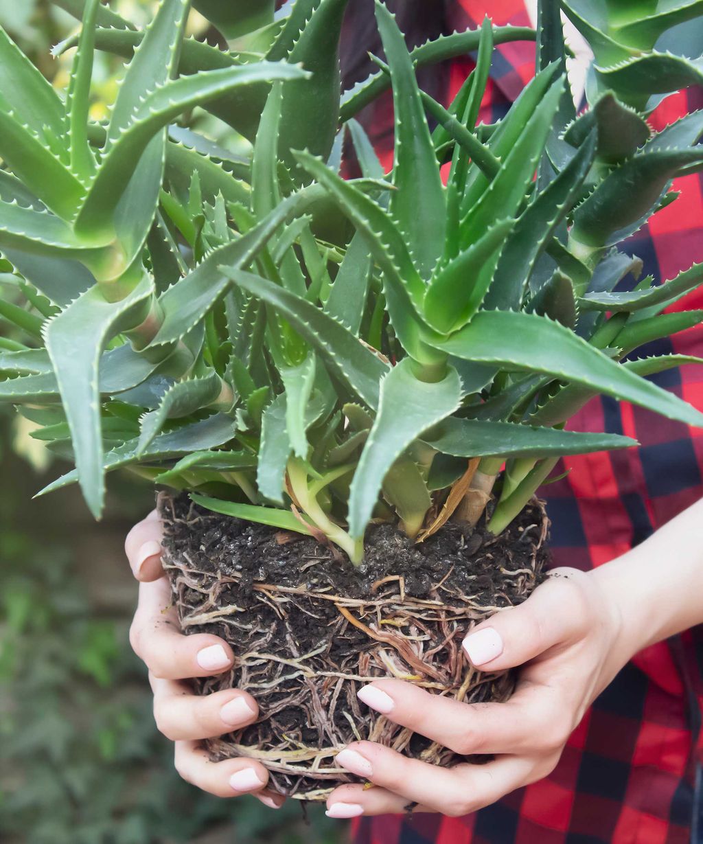 How to propagate aloe: two easy methods for more succulents | Homes and ...