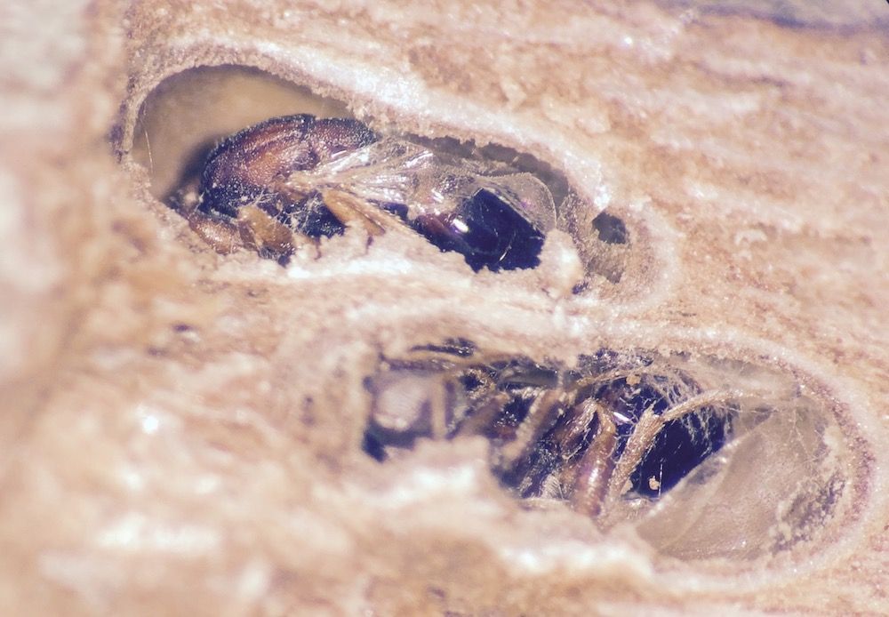 'Crypt-Keeper Wasp' Turns Its Host into a Self-Sacrificing Zombie ...