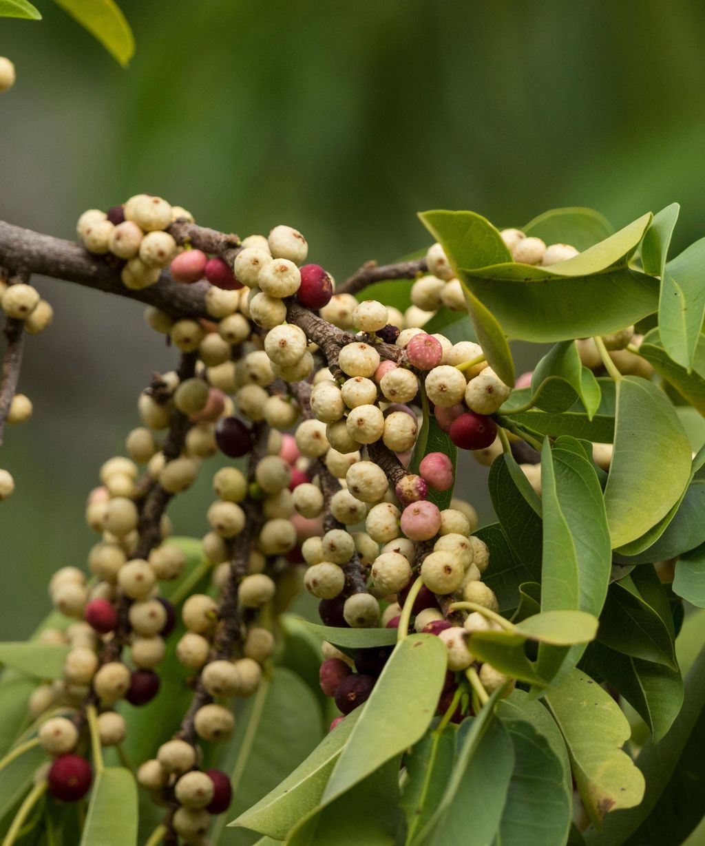 The best fig trees: to grow indoors and out | Homes and Gardens