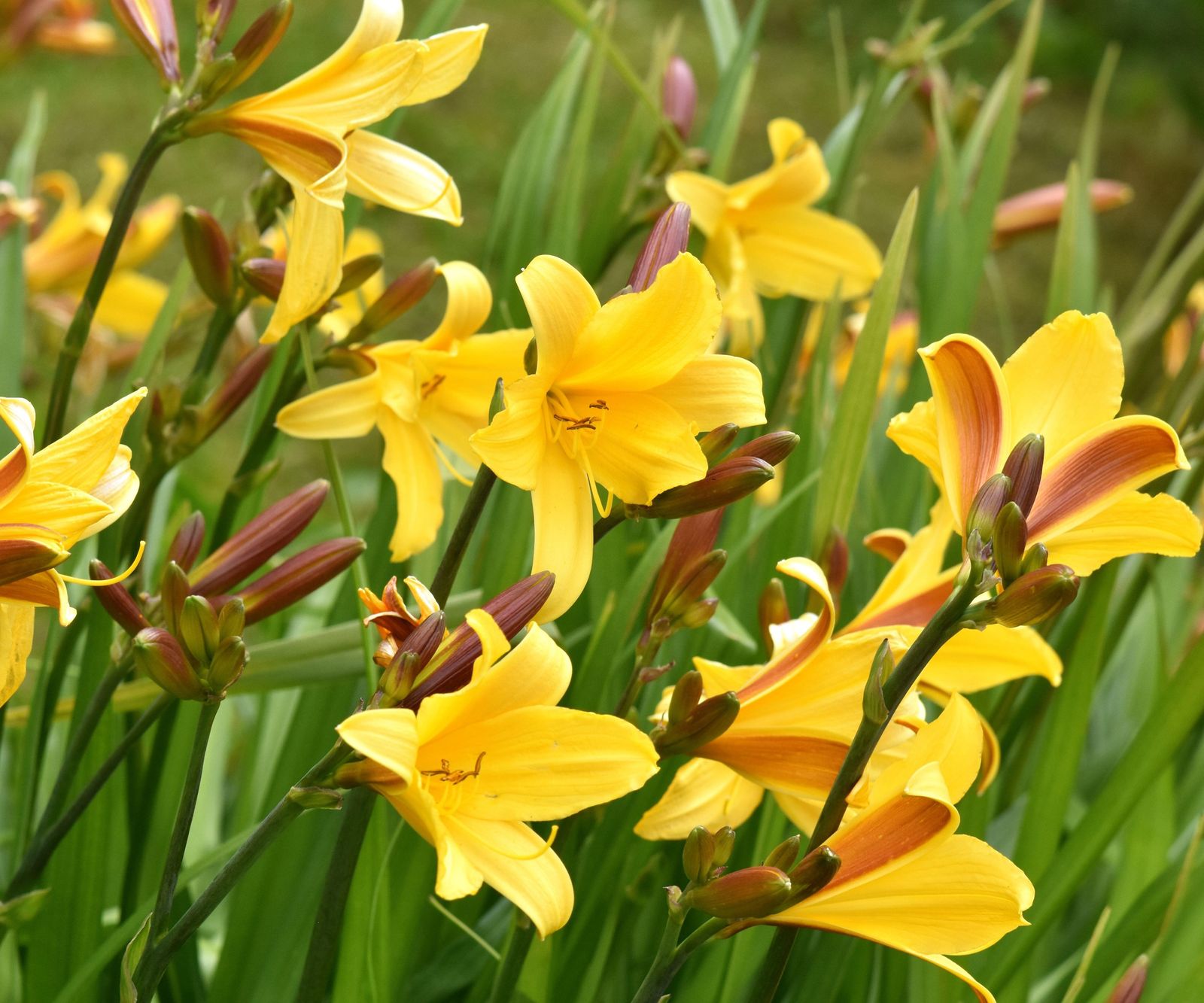 Best flood-resilient plants: experts top suggestions | Homes and Gardens
