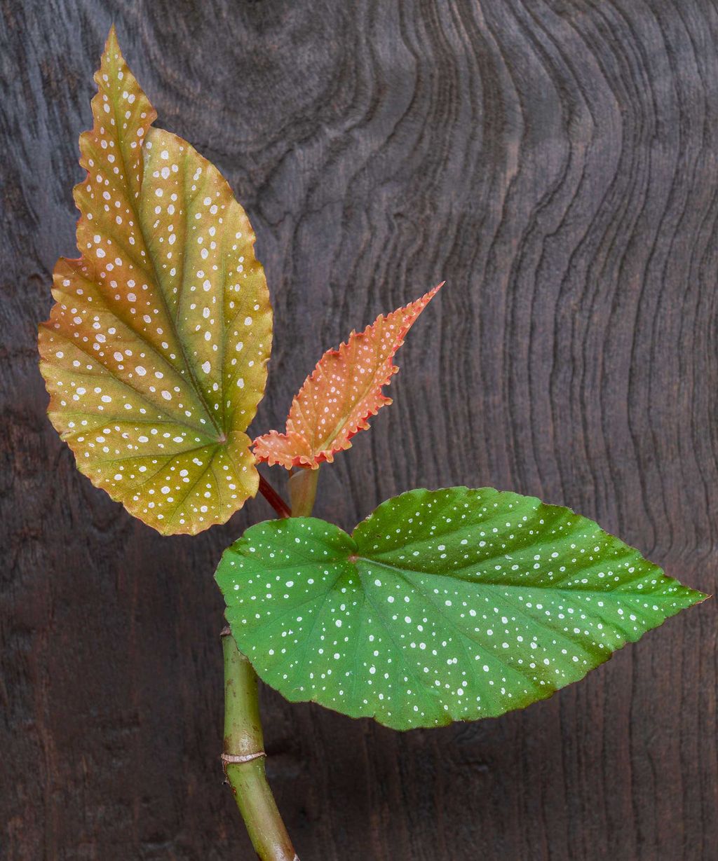 How to propagate begonias: expert tips | Homes and Gardens
