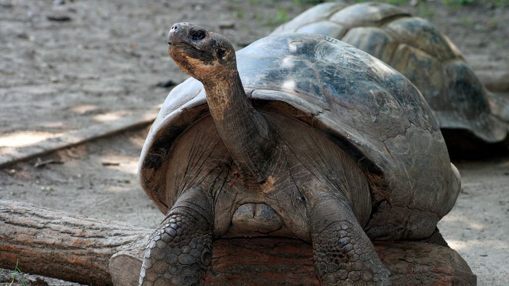 100-year-old giant tortoise breeds for first time at Philadelphia Zoo ...