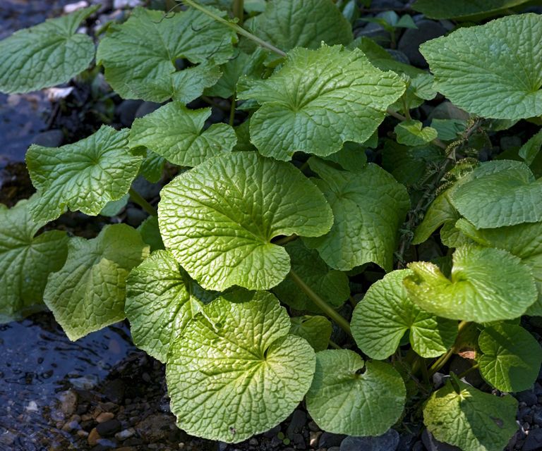 How to grow wasabi – expert tips for success | Homes and Gardens