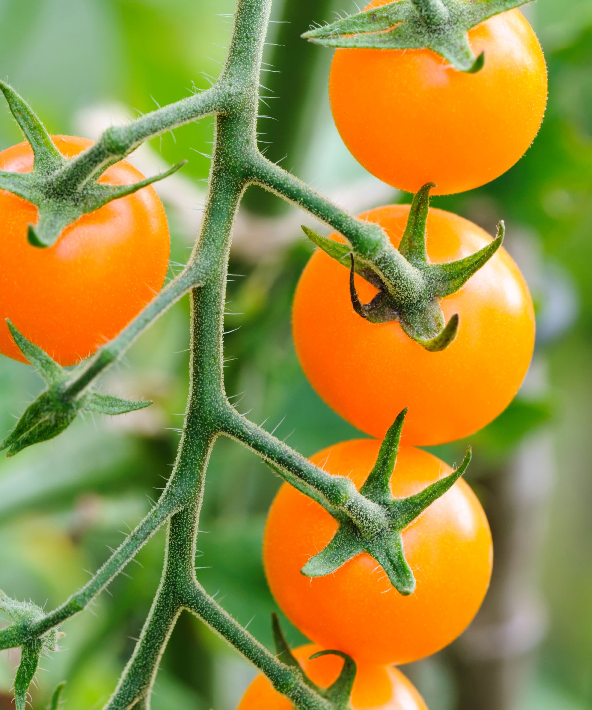 Tasty Orange Tomatoes To Add To Your Vegetable Garden | Gardening Know How