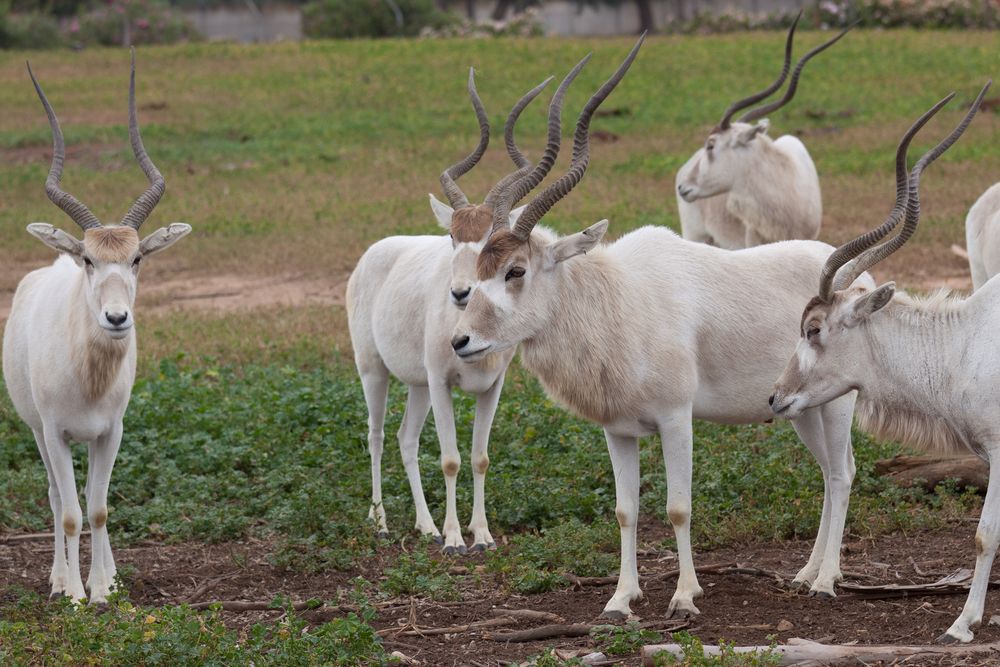 Addax Facts: Endangered Antelope Faces Extinction | Live Science