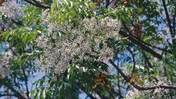 5 toxic and poisonous trees that gardeners should know about | Homes ...