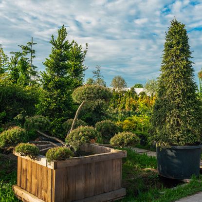 What is cloud pruning? Consider this your expert guide | Ideal Home