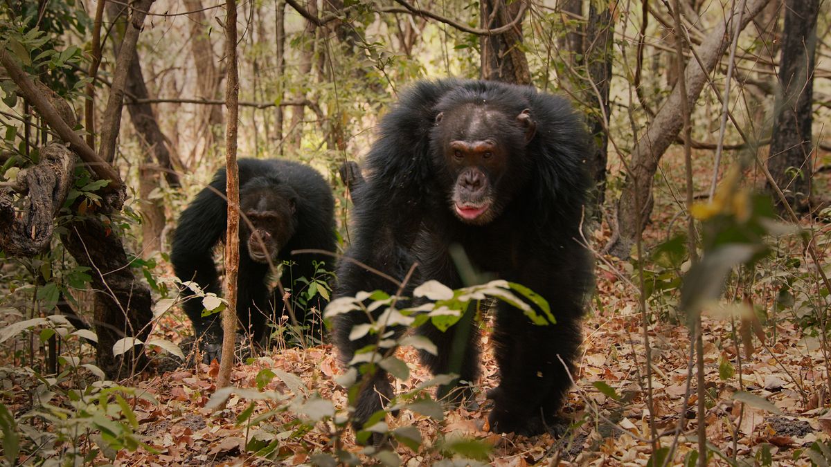 In Photos: The Fongoli Savanna Chimpanzees | Live Science