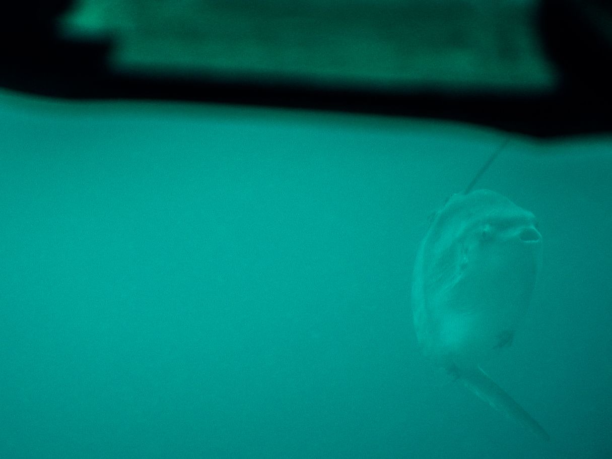 Holy Mola: Scientists Spot World's Largest Bony Fish | Live Science