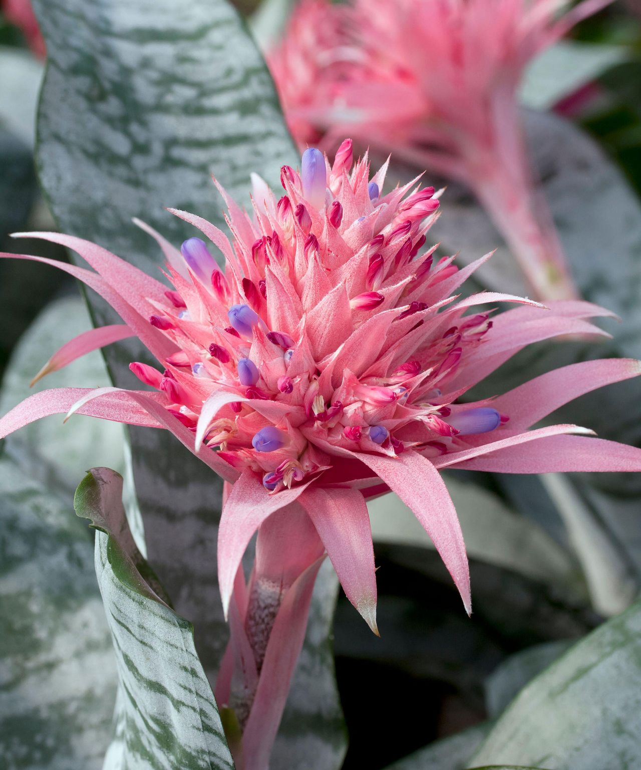 Bromeliad care and growing guide: expert houseplant tips | Homes and ...