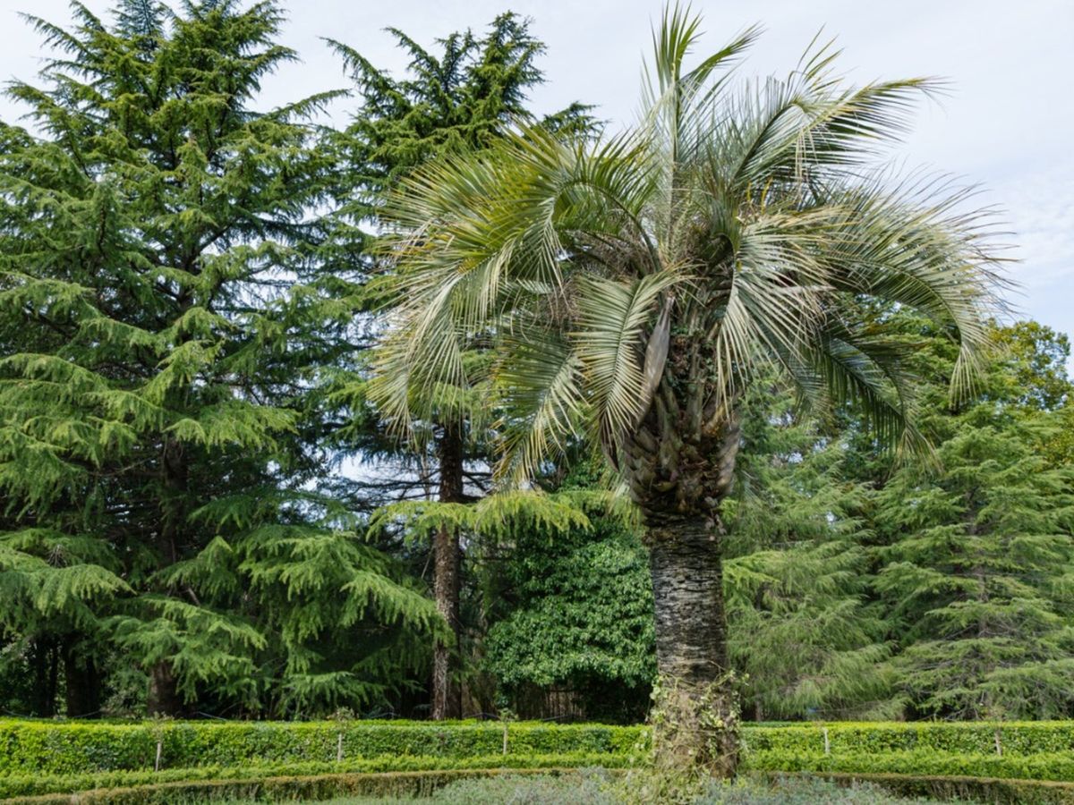 Frozen Pindo Palm Solutions: Can I Save My Frosted Pindo Palm Tree ...