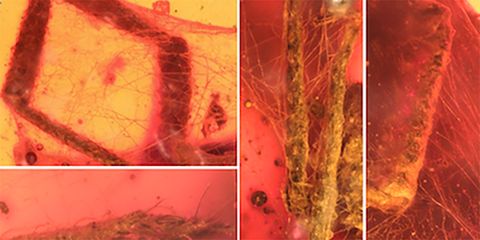 This Tick's Worst Day Ever Frozen in Time for 100 Million Years | Live ...