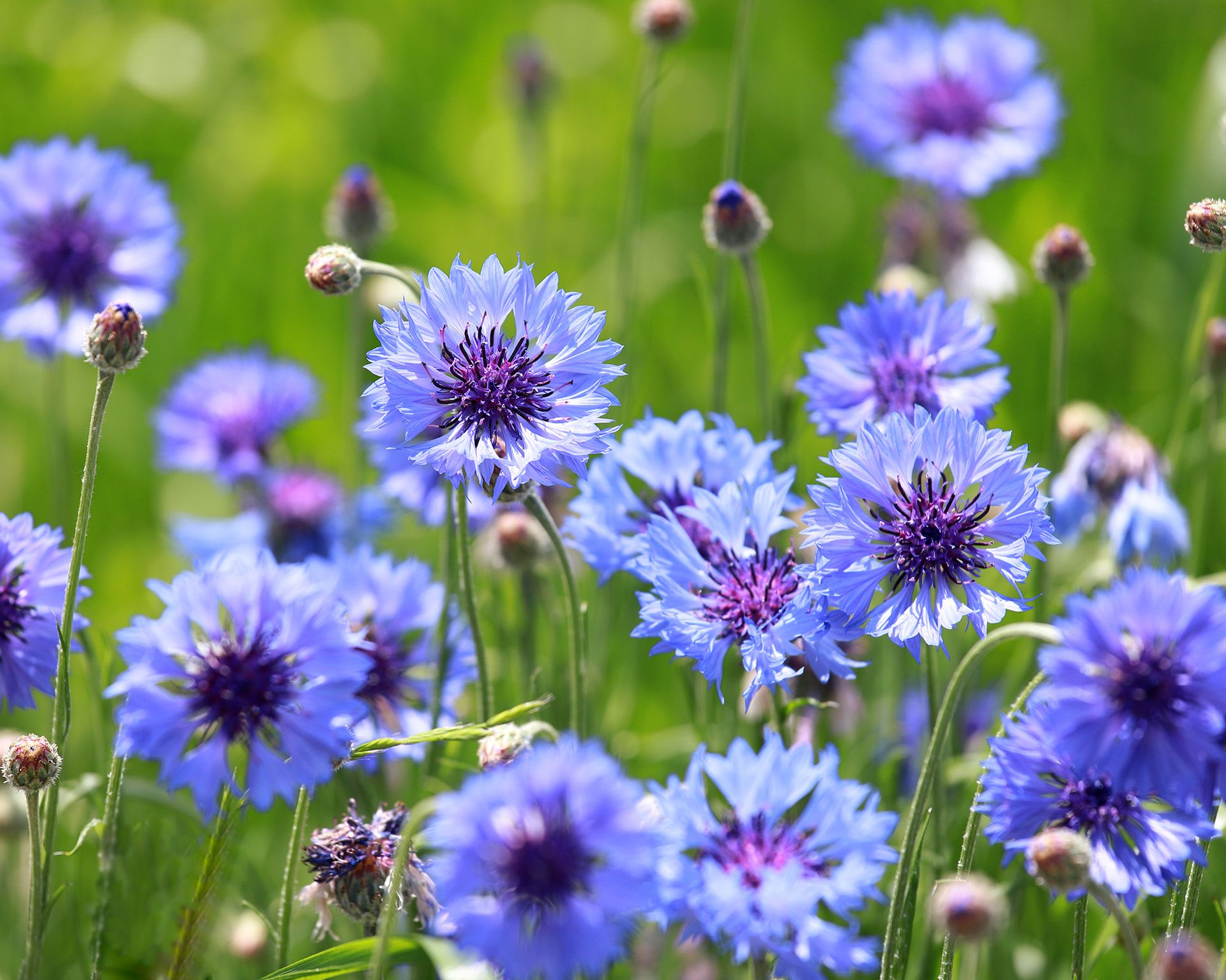 10 Bewitching Blue Flowers to Grow From Seed in Winter | Gardening Know How