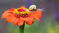 Natural solutions recommended to combat dahlia pests | Homes and Gardens