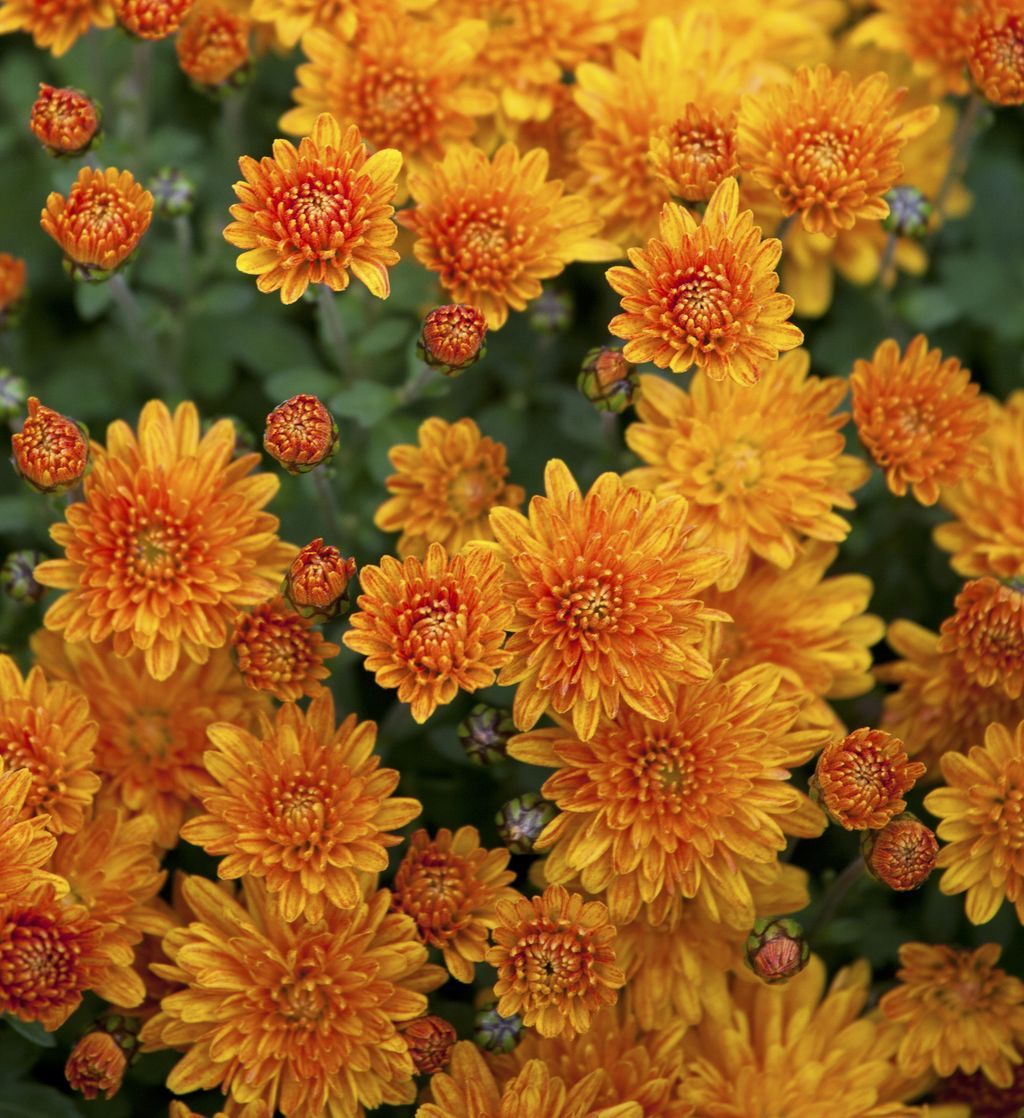 Autumn plants: the best plants to add seasonal colour | Real Homes