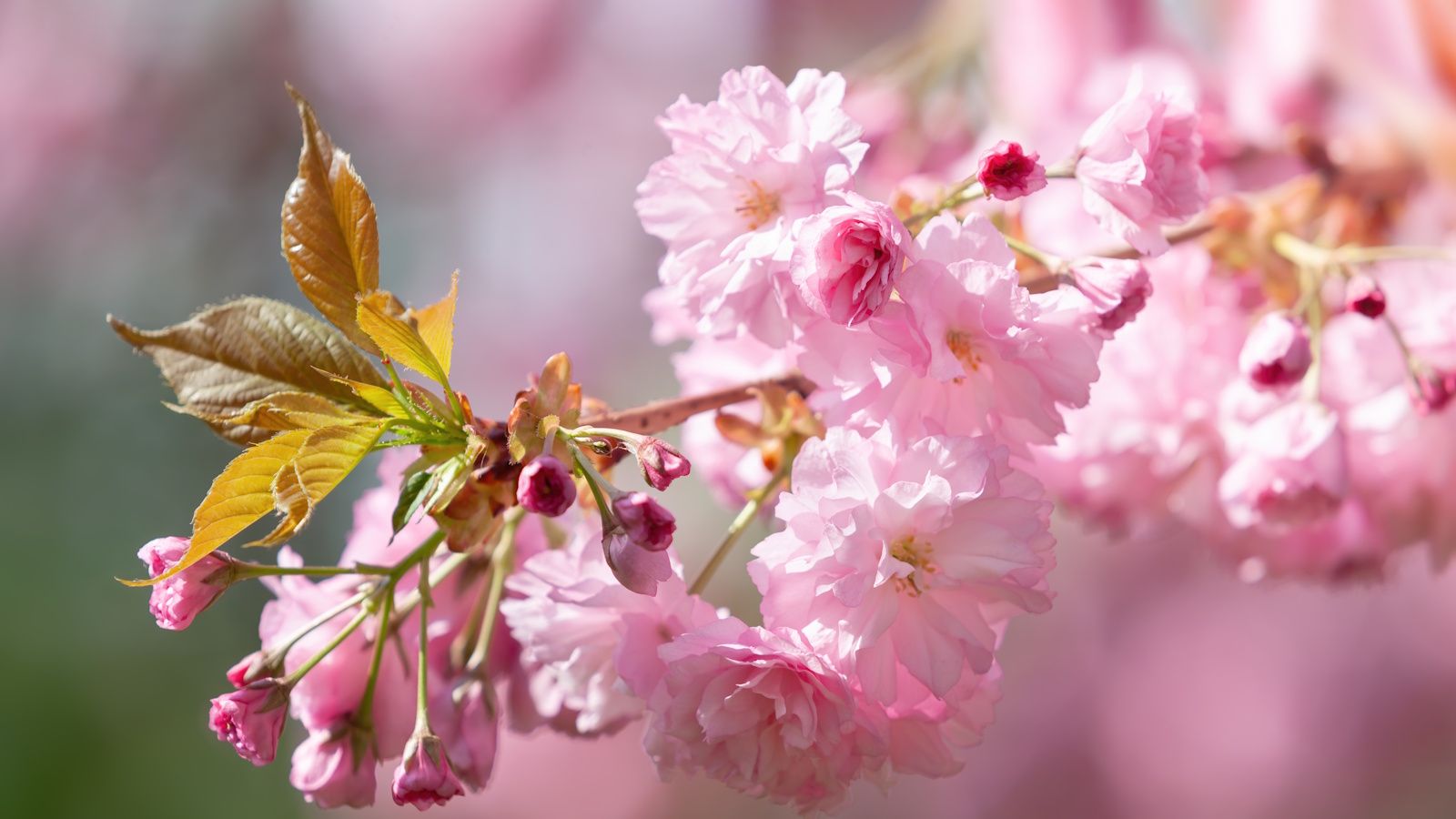 How to grow flowering cherry trees in pots: for spring blooms | Homes ...