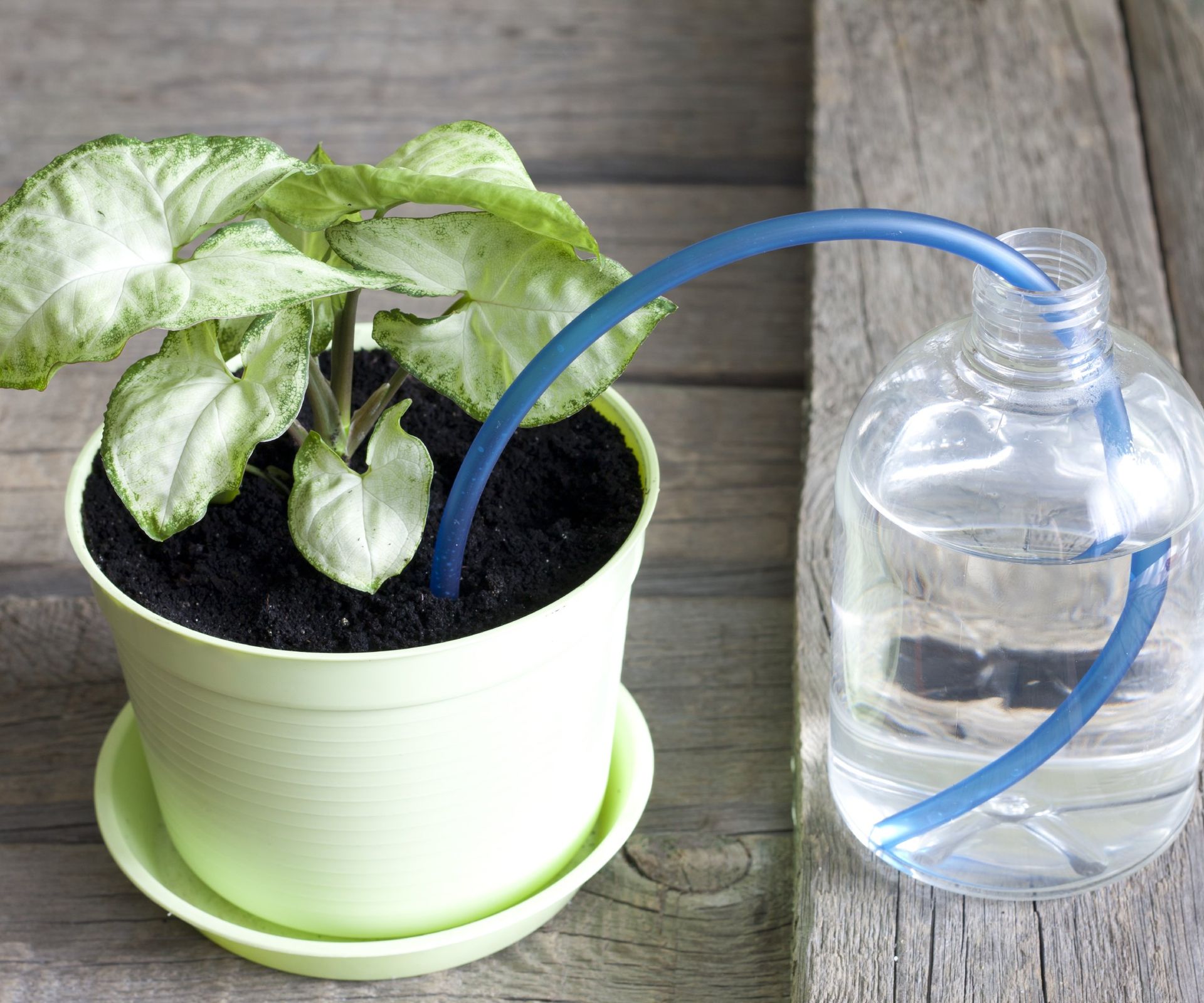 What Is A Water Wick? How It Can Keep Plants Hydrated | Gardening Know How