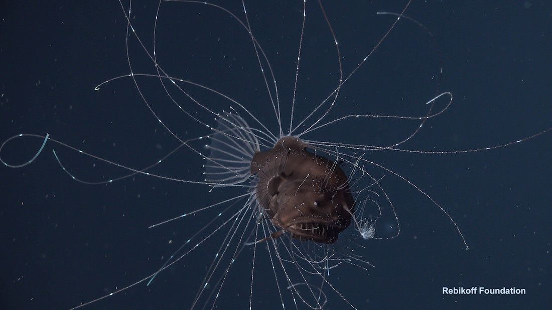 Anglerfish: Biology, bioluminescence and lifecycle | Live Science